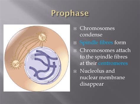 The Cell Cycle And Mitosis Ppt Download