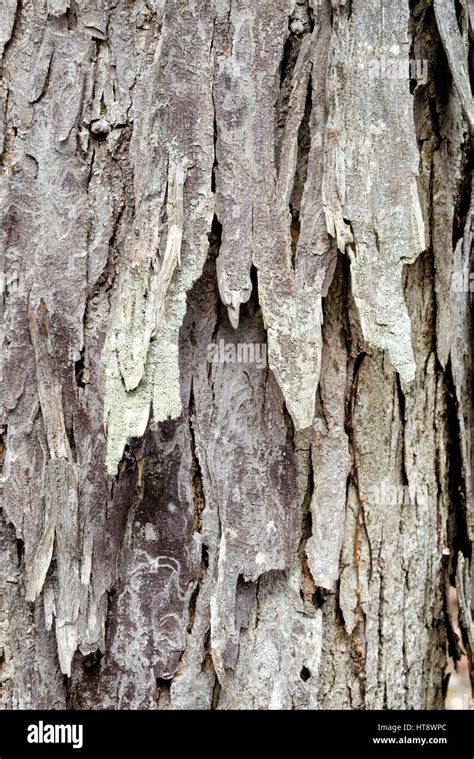Closeup Tree Bark Hi Res Stock Photography And Images Alamy