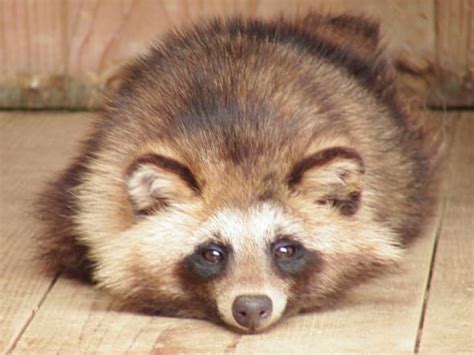 What Is A Tanuki Hiro8 Japanese Culture Blog