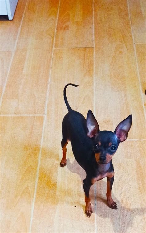 რუსული ტოი ტერიერის ჯიშის ძაღლები საქარველოში