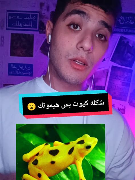 الضفدع الذهبي السام أجمل وأخطر مخلوق Tiktok