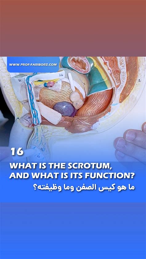 Video 16 What Is The Scrotum And What Is Its Function Professor