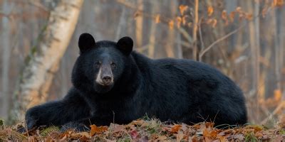 Gallery 7 Bear Witness Images