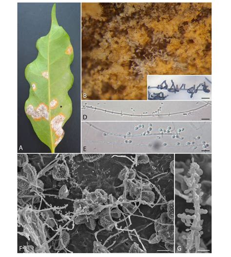 Several Genera Of Lecanicillium Like Microfungi Are Potential
