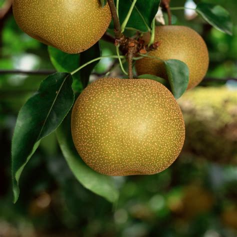 Asian Pear Freedom Tree Farms