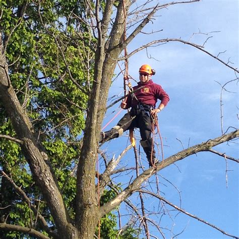 Upanoak Tree Care Inc Tree Care Tree Removal Arborist Services In Pickering Ajax Whitby