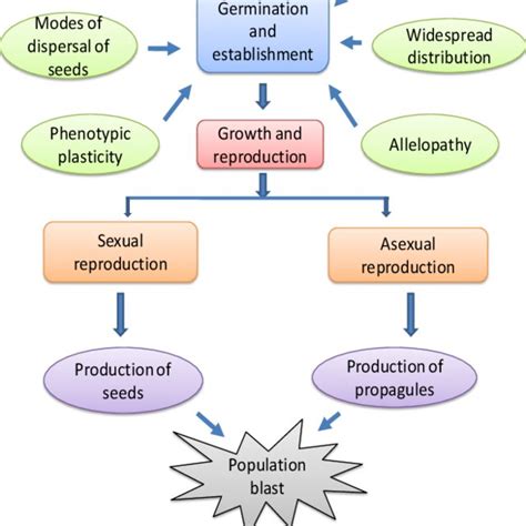 A Schematic Representation Showing The Process Of Exotic Plant Download Scientific Diagram