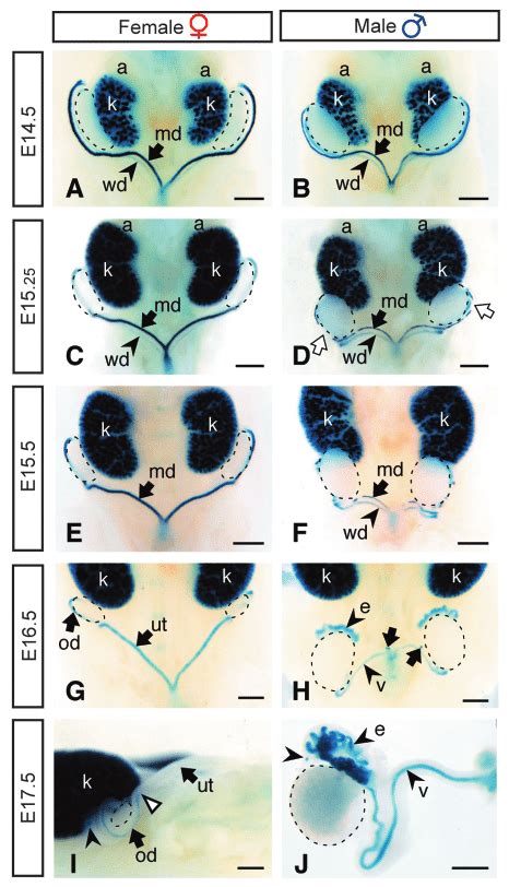 Sexual Dimorphic Expression Pattern Of Lim1 In The Developing