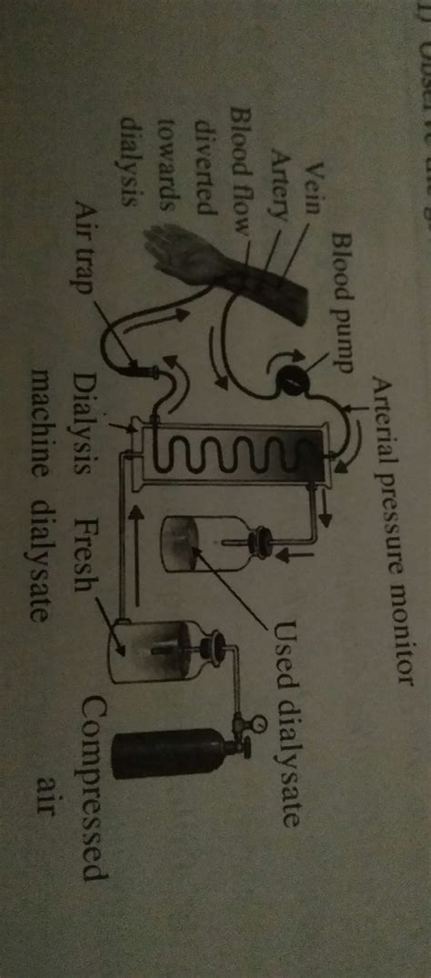 Observe The Given Diagram And Answer The Following Questions Which Is Which Process Is Shown