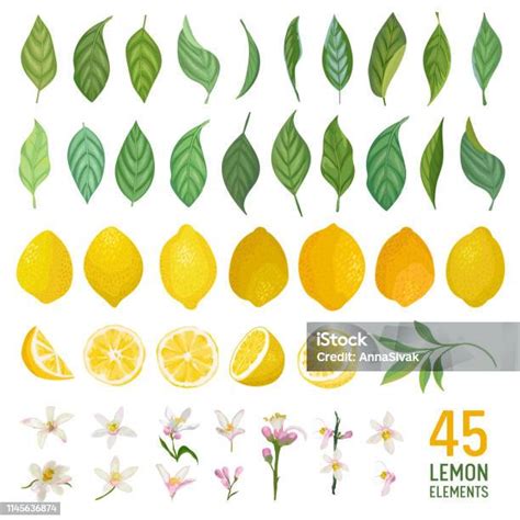 레몬의 수채화 요소 나뭇잎과 포스터 여름 활기찬 배너 커버 디자인 서식 파일 소셜 미디어 이야기 봄 배경 화면 집합 벡터
