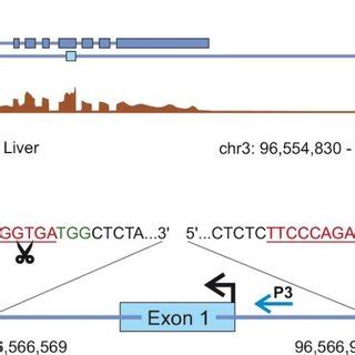 Targeting Strategy A Schematic Illustration Of The Targeting Download Scientific Diagram
