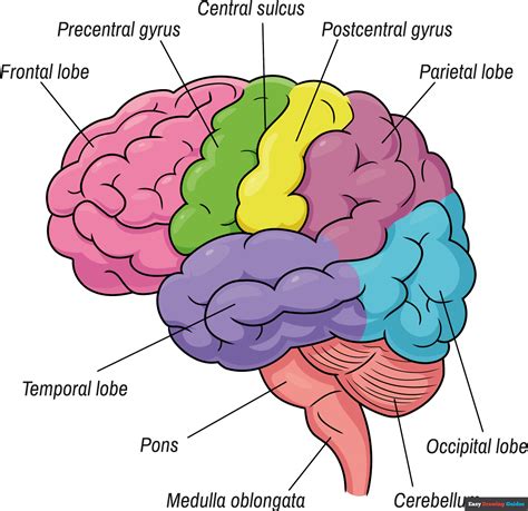 Cerebrum Diagram