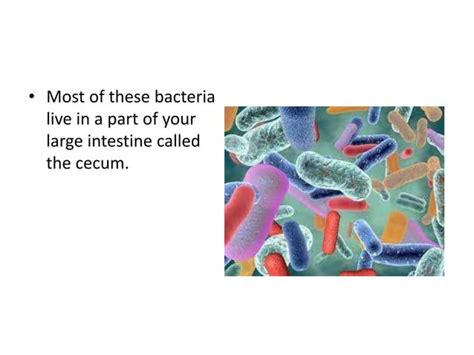 Gut Microbiome And Its Functions In The Colon Pptx Digestive
