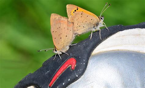 Mating Butterflies Just Do It