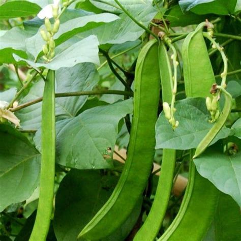 Onsaleseedsgarden Seedsflower Seedsfruit Seedsvegetable Seedsplant