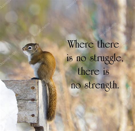 Famous Squirrel Quotes What Squirrels Look Like Around The World