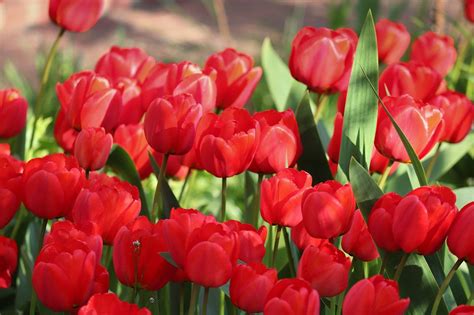 Tulipany Kwiaty Rośliny Czerwone Darmowe Zdjęcie Na Pixabay