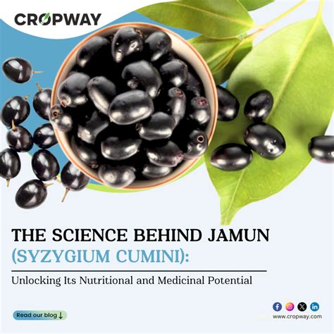 Jamun Natures Nutritional Powerhouse And Medicinal Marvel Cropway 2025