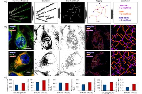 Image Based Single Cell Profiling Of Internalization Of Bpaunc Or Download Scientific Diagram