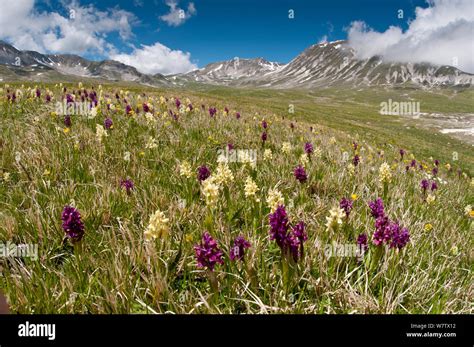Elderflower Orchid Dactylorhiza Sambucina In Its Two Colour Forms On