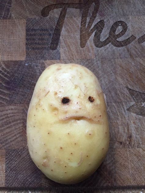 Pictures Of Kitty Fox