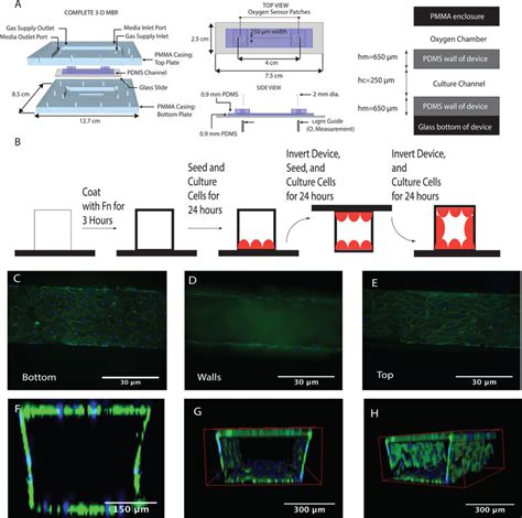 Seeding In 3d Mbr A Schematic Of The Side Top And Cross Sectional