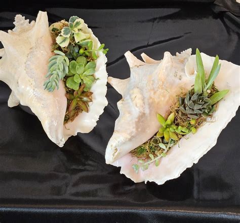 Succulents In Queen Conch Planter Etsy