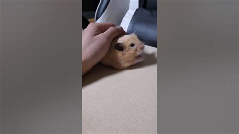 내 햄스터는 얼마나 온순합니까 햄스터 귀여운 핸들링 뚱별라떼2세 한별 Youtube