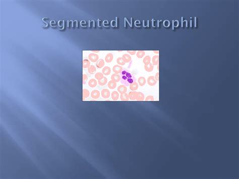Ppt Leukopoiesis Normal And Abnormal Powerpoint Presentation Free Download Id 4821664