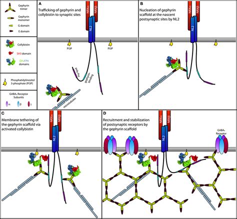 Frontiers The Role Of Collybistin In Gephyrin Clustering At Inhibitory Synapses Facts And