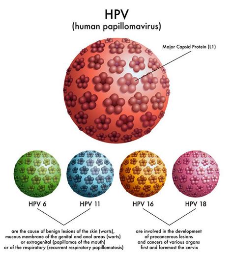 Low Hpv Strain