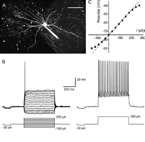 Properties Of Fast Spiking Interneurons From Mouse Pfc In Vitro A