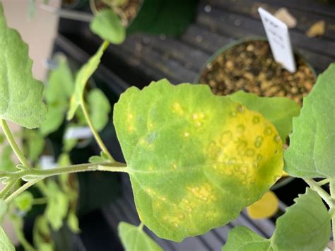 potato virus x a global potato infecting virus found in potato and