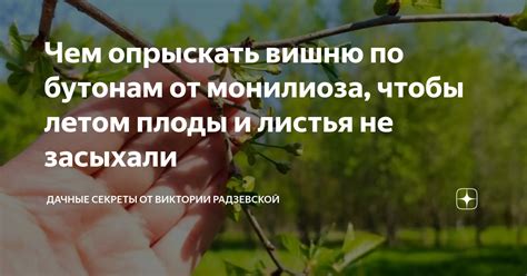 Чем опрыскать вишню по бутонам от монилиоза, чтобы летом плоды и листья ...