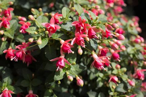 17 Of The Best Fuchsia Varieties To Grow In Your Garden 17 Of The Best Fuchsia Varieties To Grow In Your Garden