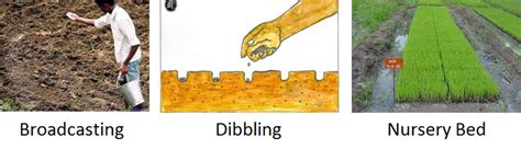 Cultivation Methods Of Propagation Factors Affecting Cultivation And