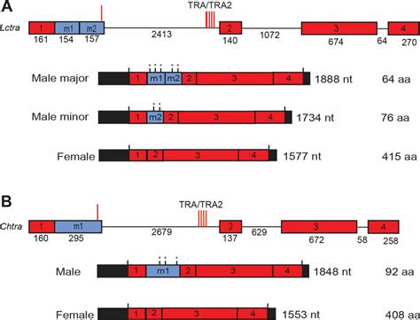comparison of the genomic organization and sex specific transcripts of