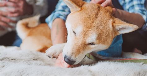 飼い主の足舐める犬に多い原因とやめさせるための効果的な工夫 のんちゃんの犬ごころ