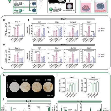 Schematic Illustration Of Hive‐structured Assemblable Bespoke Scaffold