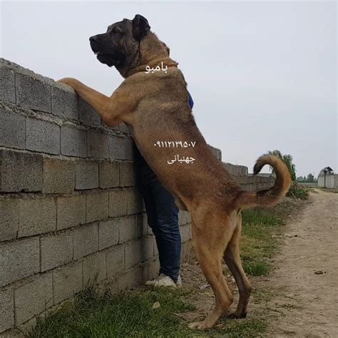 سگ سرابی مجموعه پرورش سگ سرابی یدالله جهانبانی ️