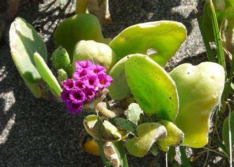 Red Sand Verbena Abronia Maritima The Red Sand Verbena I Flickr