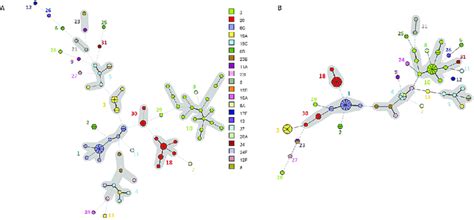 A Minimum Spanning Tree Showing The Genetic Relationship Observed By