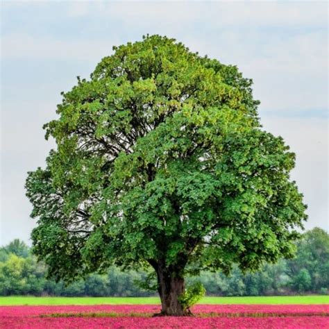 Choosing The Right Trees A Guide To Tree Species Tree Doctors Inc