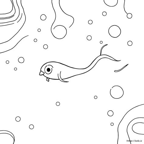 Sperm Sayısı Boyama