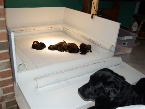 Pvc Pipe Whelping Box At Dakota Bunce Blog