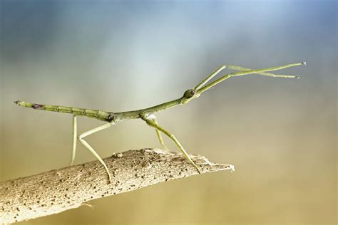 10 Fascinating Facts About Stick Insects