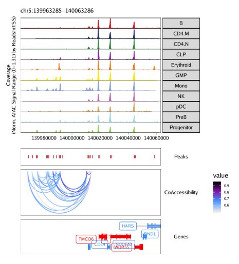 使用ArchR分析单细胞ATAC seq数据 第十五章 洲更的第二大脑