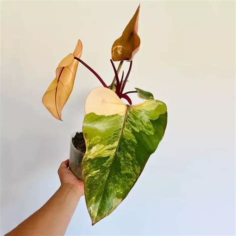 Strawberry Shake Philodendron Rare Plant Jiffy Plants