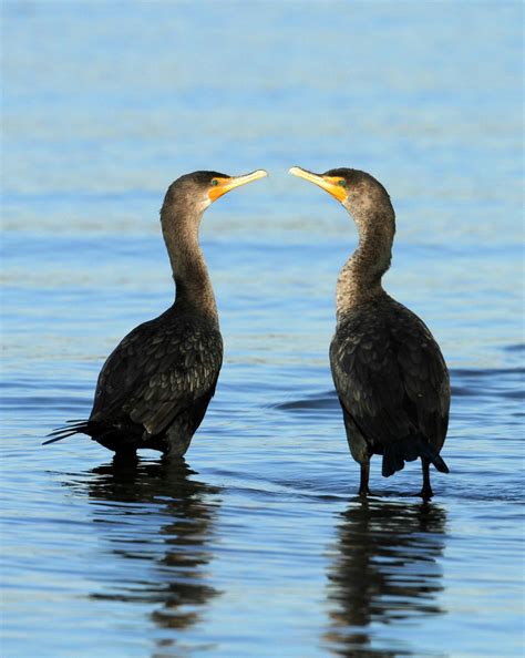 Oil Spills Melt The Superpowers Of The Double Crested Cormorant