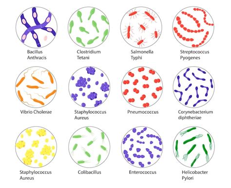Tipos De Nomes De Bacterias